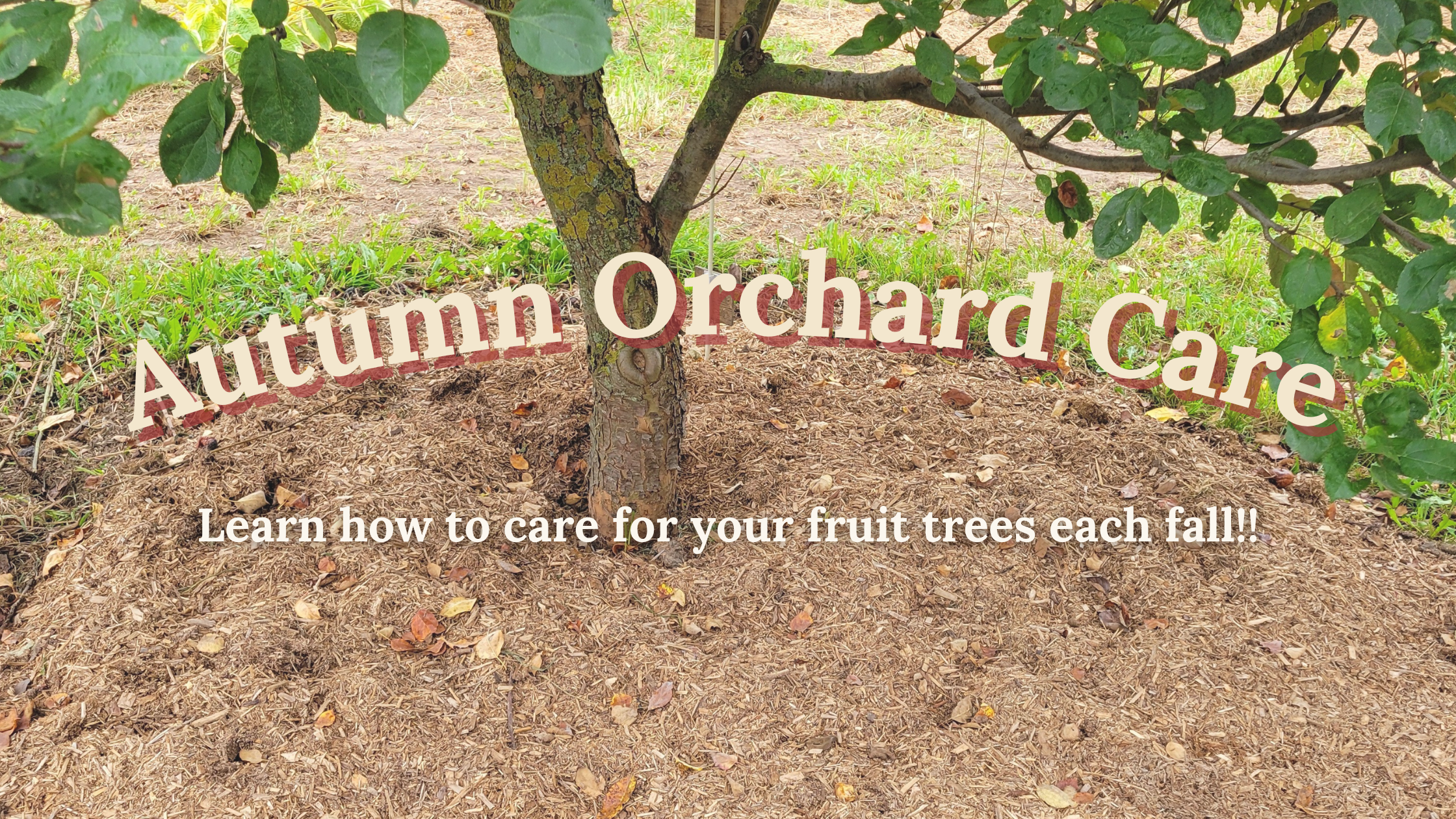 Autumn Orchard Care – Silver Creek Nursery Ltd.