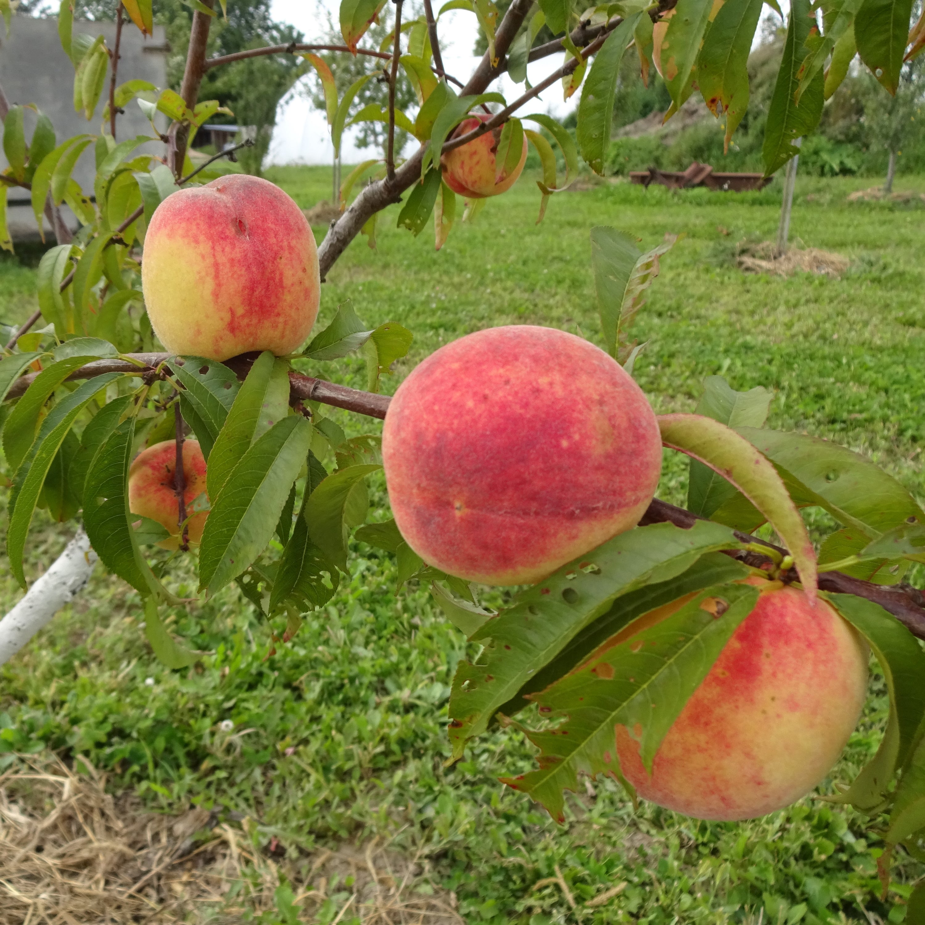 Peach Trees – Silver Creek Nursery Ltd.