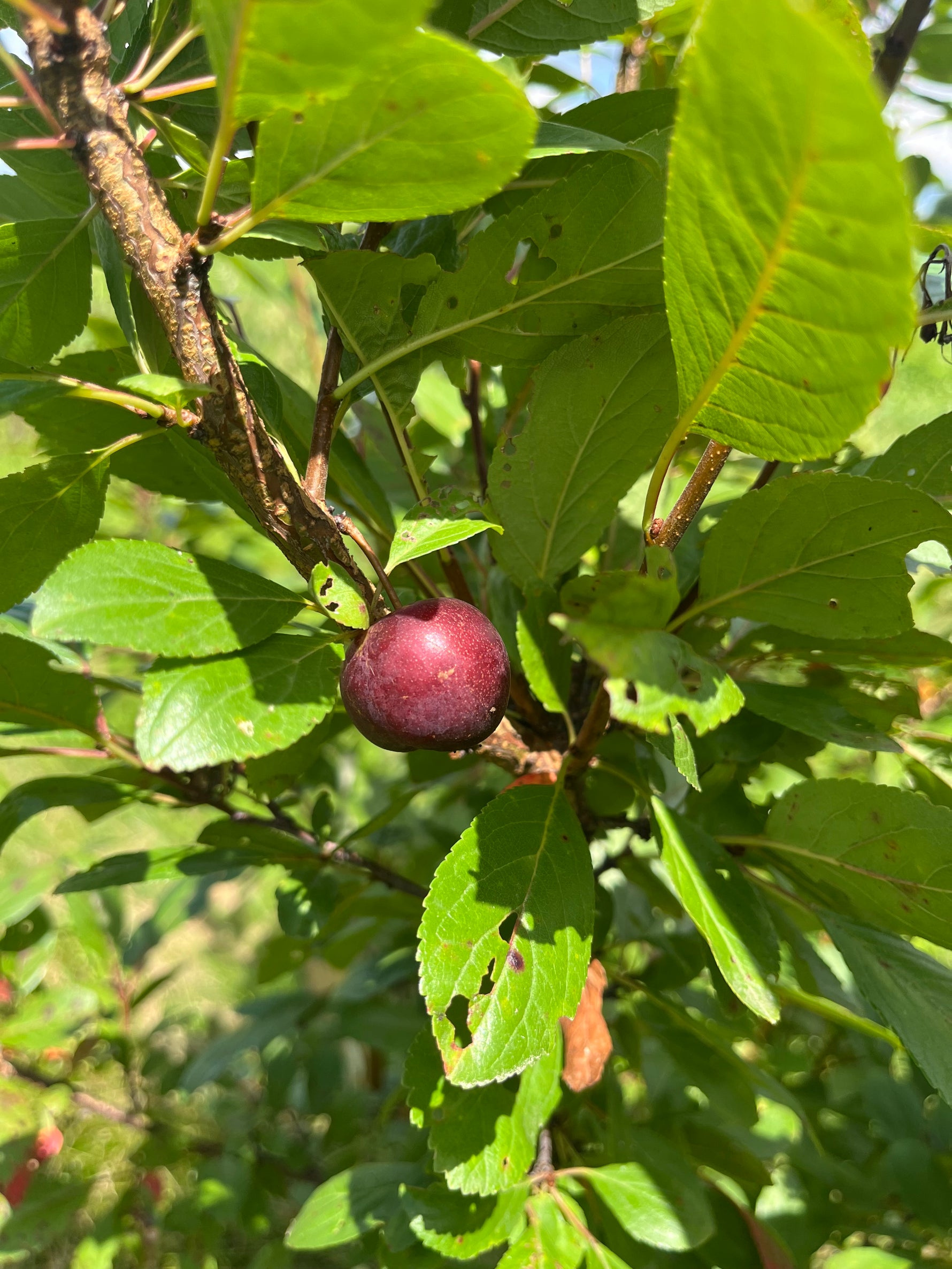Plum Trees – Silver Creek Nursery Ltd.