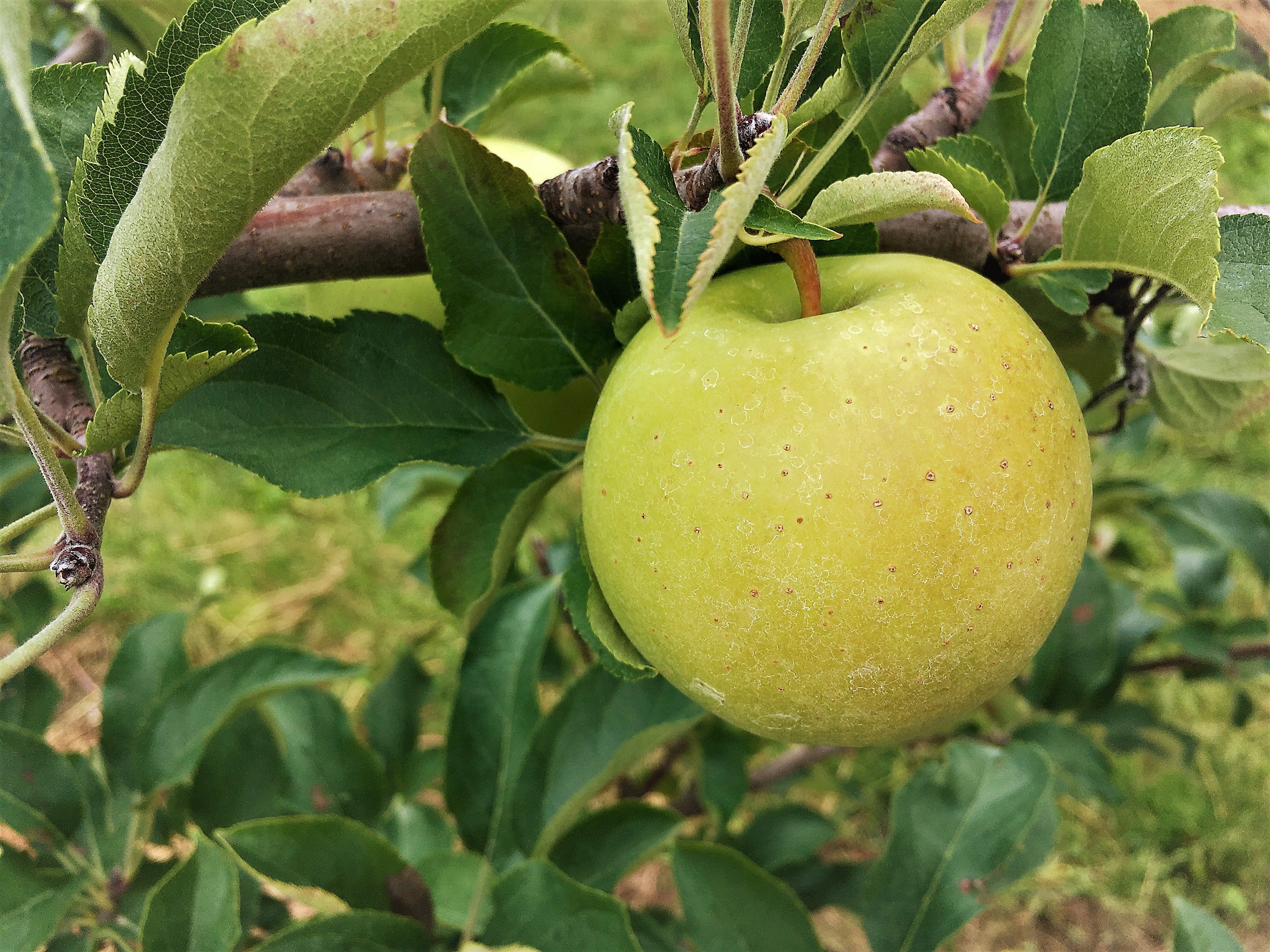 Best Keepers – Page 2 – Silver Creek Nursery Ltd.