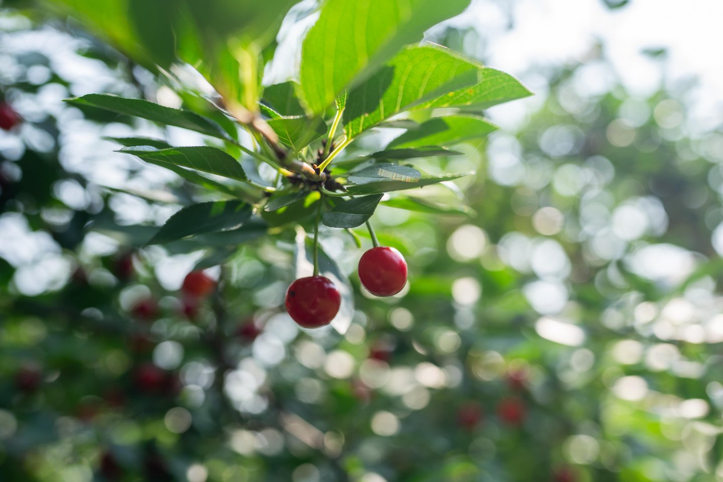 Cherry Trees – Silver Creek Nursery Ltd.
