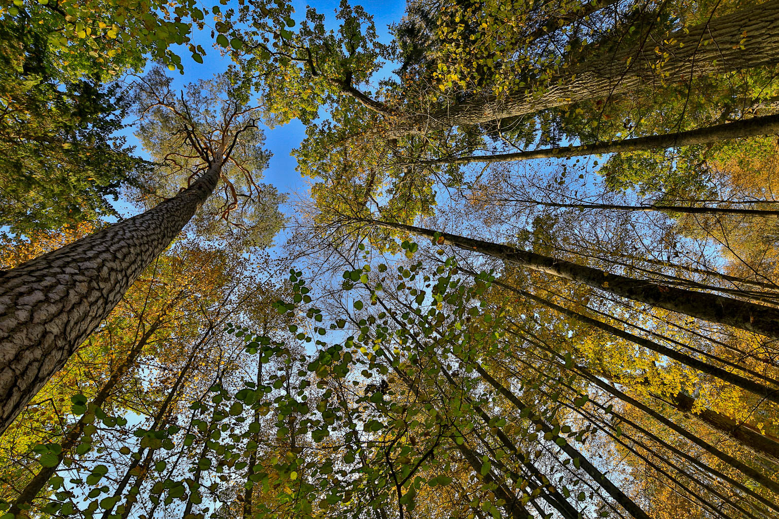 Nut Tree Seedlings (ungrafted) – Silver Creek Nursery Ltd.