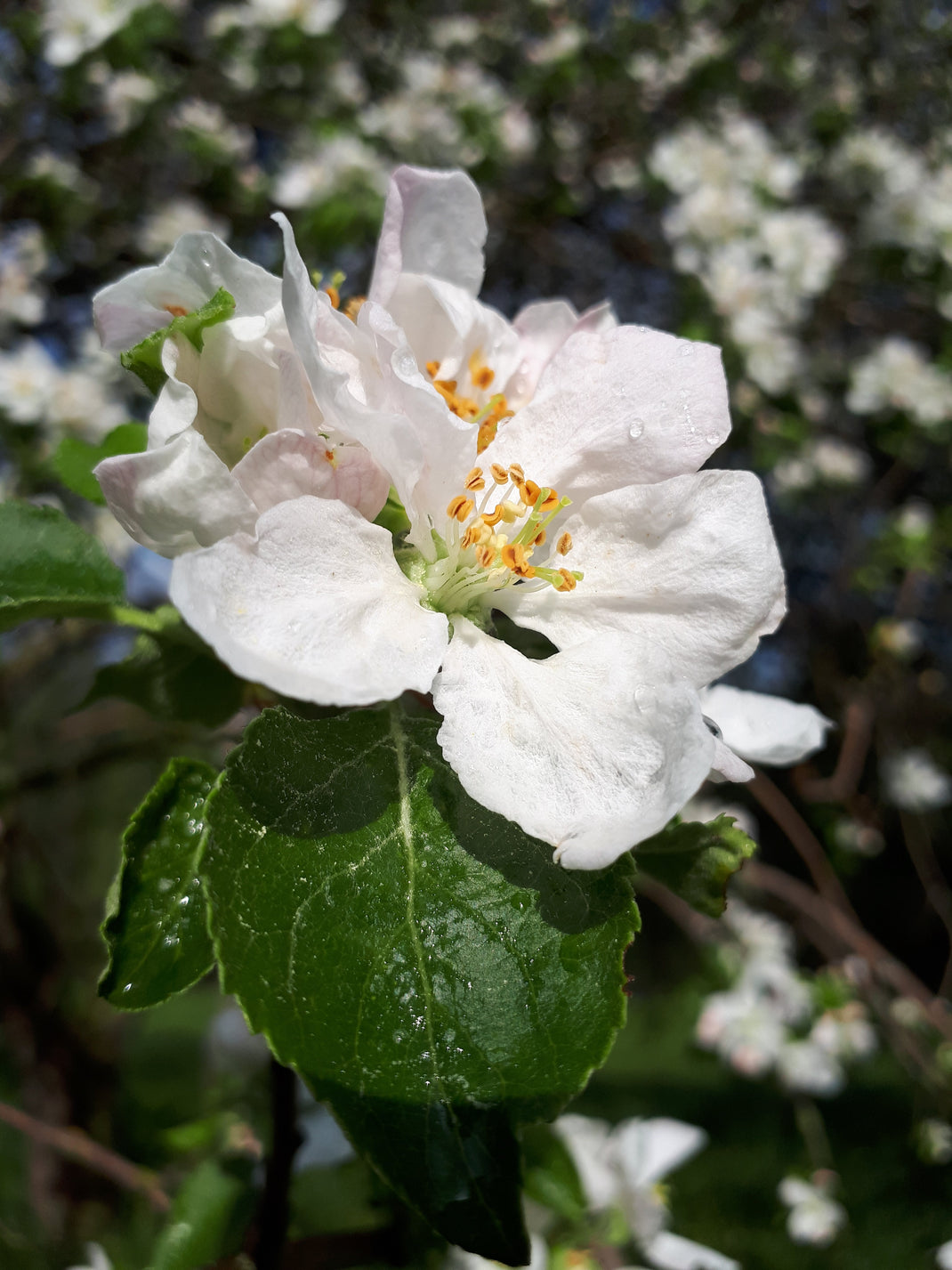 Apple Trees – Silver Creek Nursery Ltd.