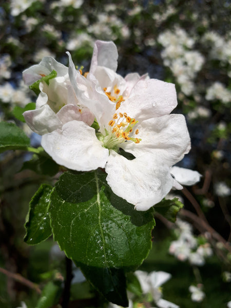 Apple Trees – Silver Creek Nursery Ltd.