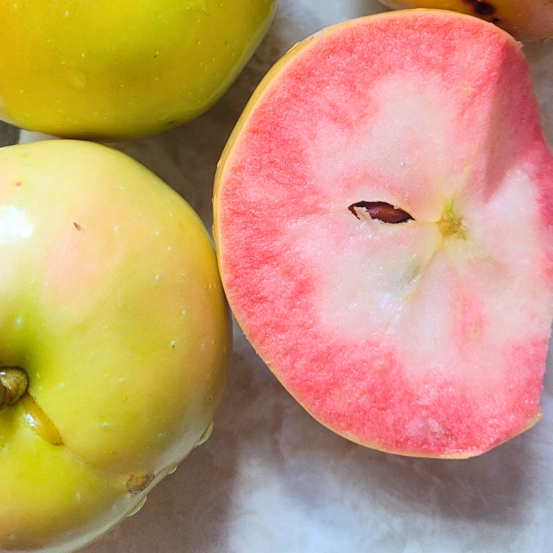 Pink Pearl Apple Scionwood – Silver Creek Nursery Ltd.