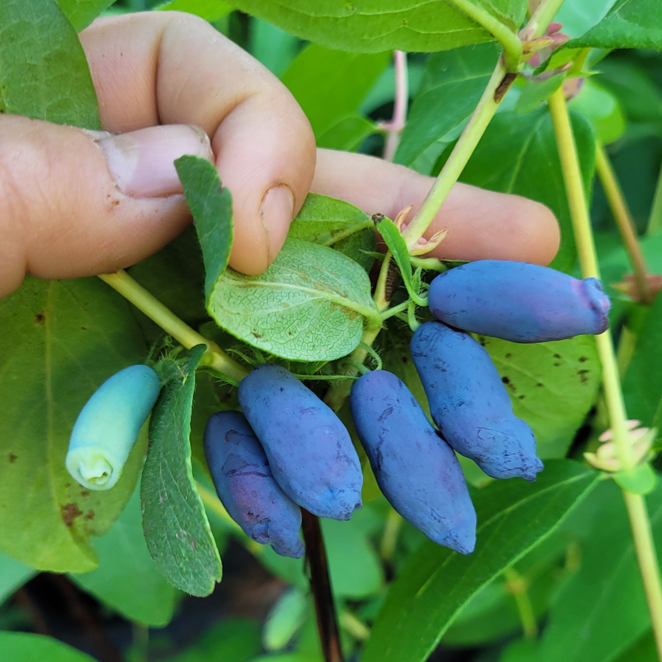 Borealis Haskap Bareroot – Silver Creek Nursery Ltd.