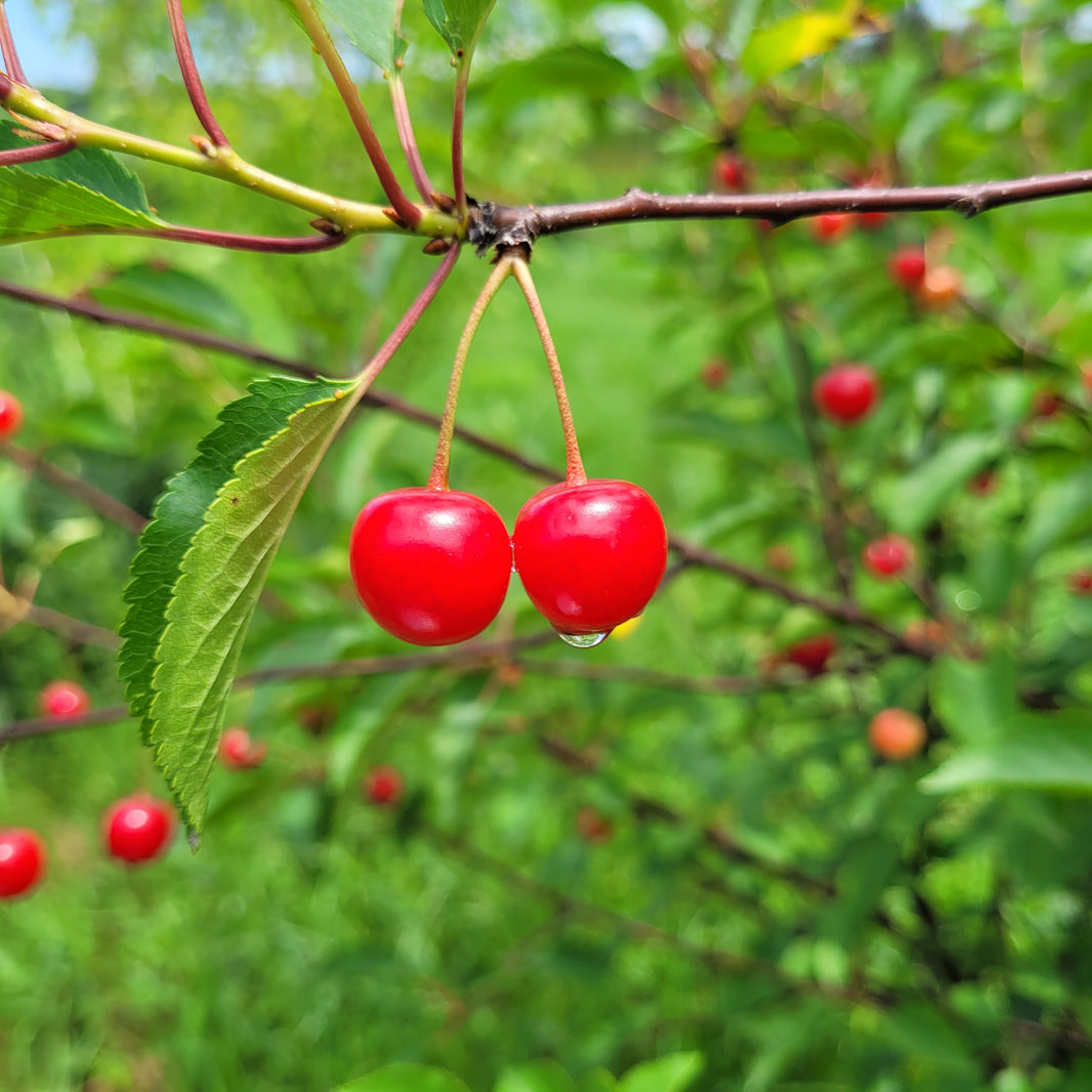 Sour Cherry Trees – Silver Creek Nursery Ltd.