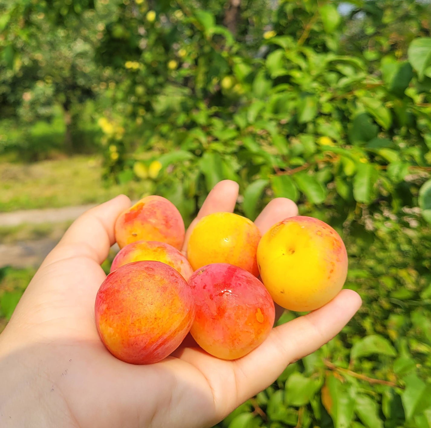 Early Golden Japanese Plum – Silver Creek Nursery Ltd.