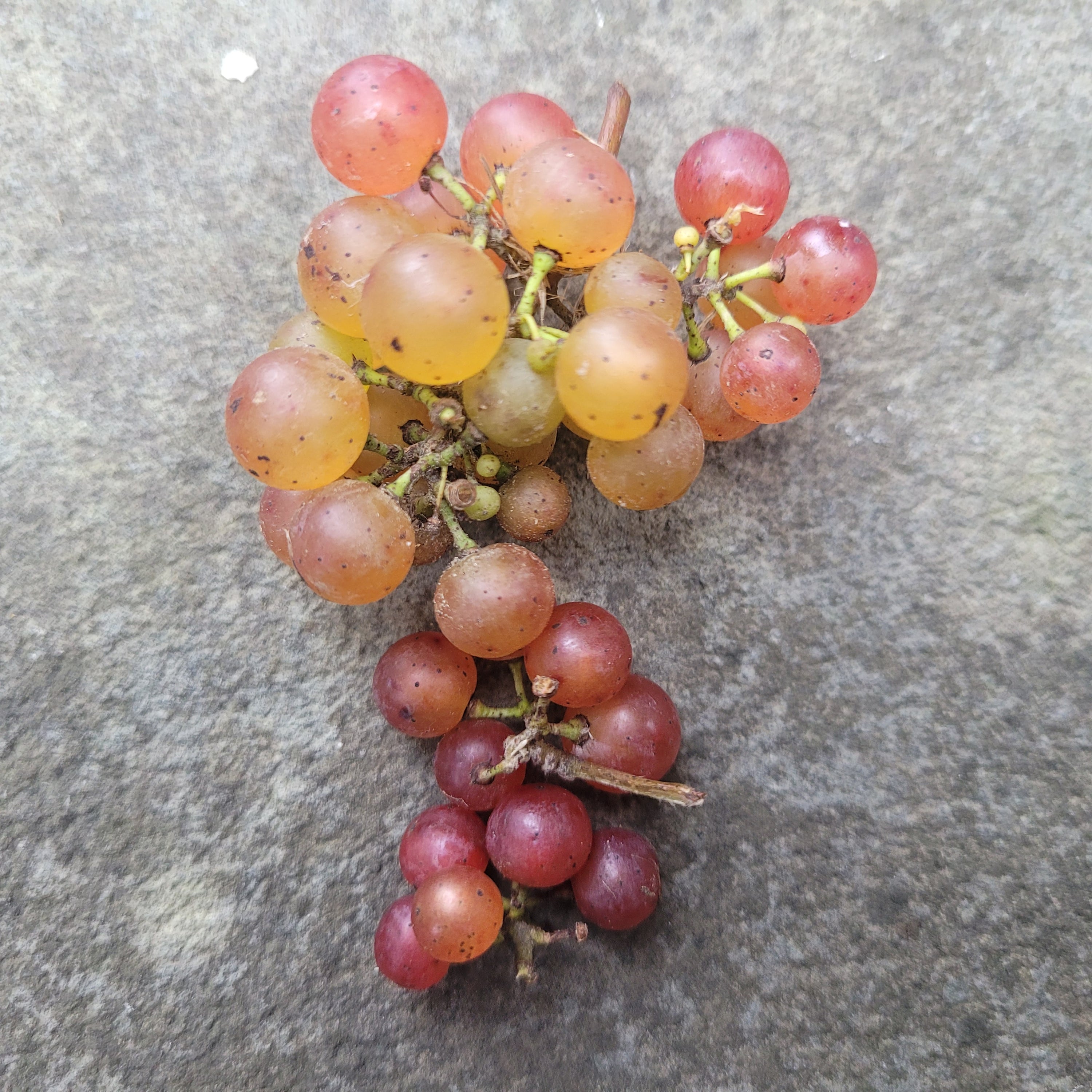 Somerset Grape Bareroot – Silver Creek Nursery Ltd.