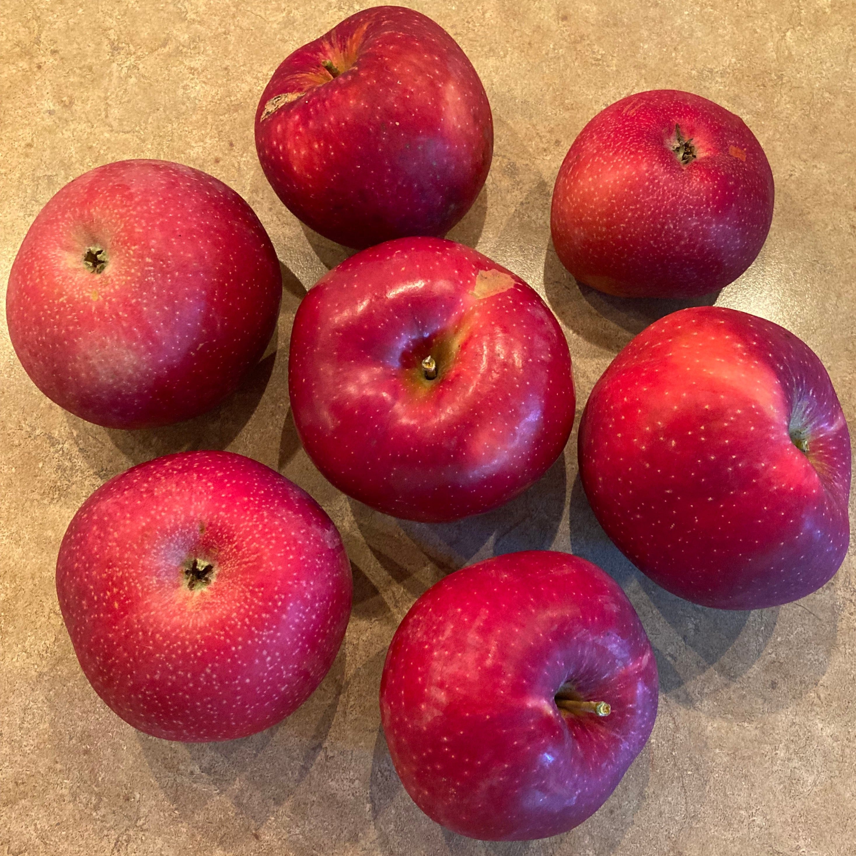 Apple Trees – Silver Creek Nursery Ltd.
