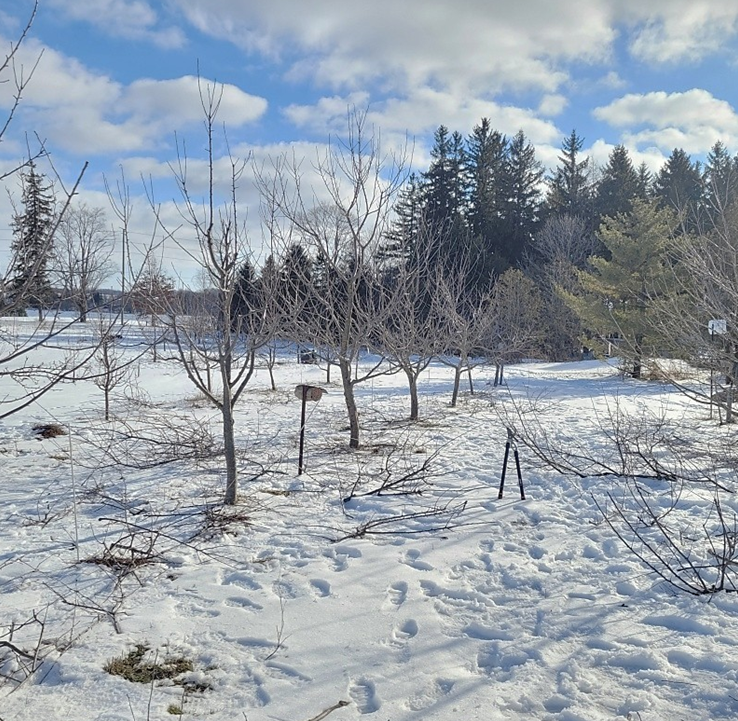 The Home-Scale Forest Garden by Dani Baker – Silver Creek Nursery Ltd.