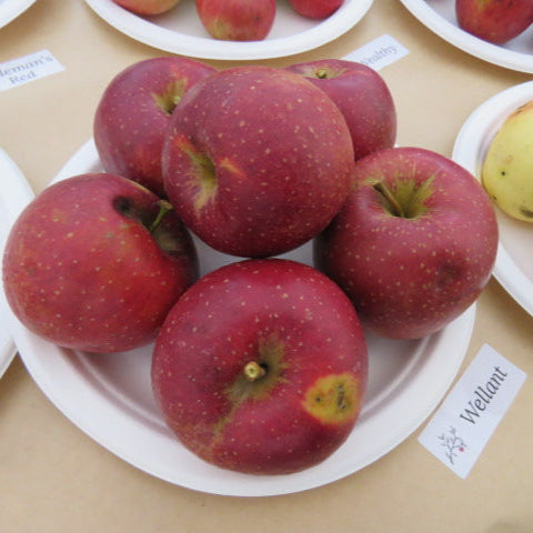 Fresco (Wellant®) Apple Bareroot – Silver Creek Nursery Ltd.