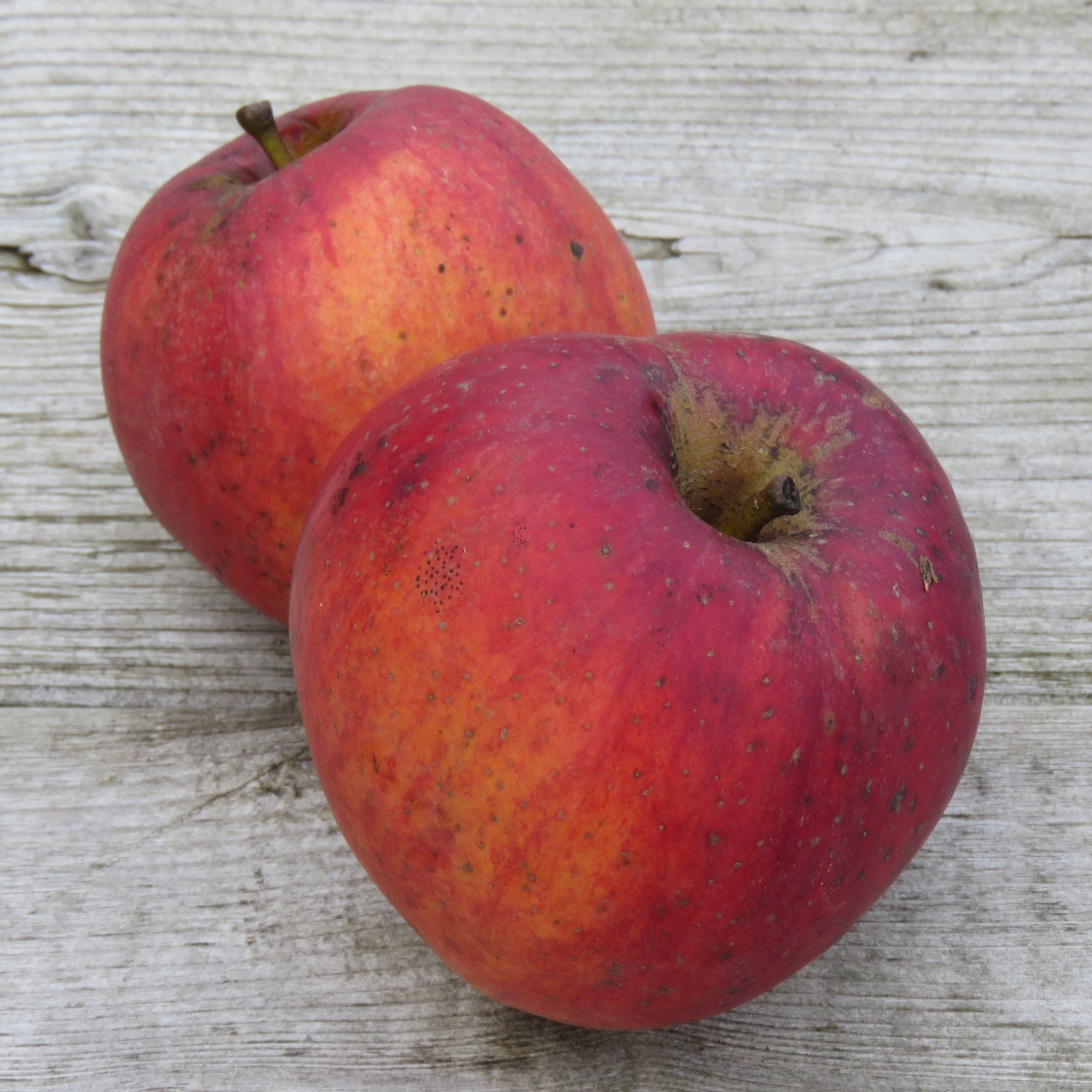 Mother Apple Scionwood – Silver Creek Nursery Ltd.