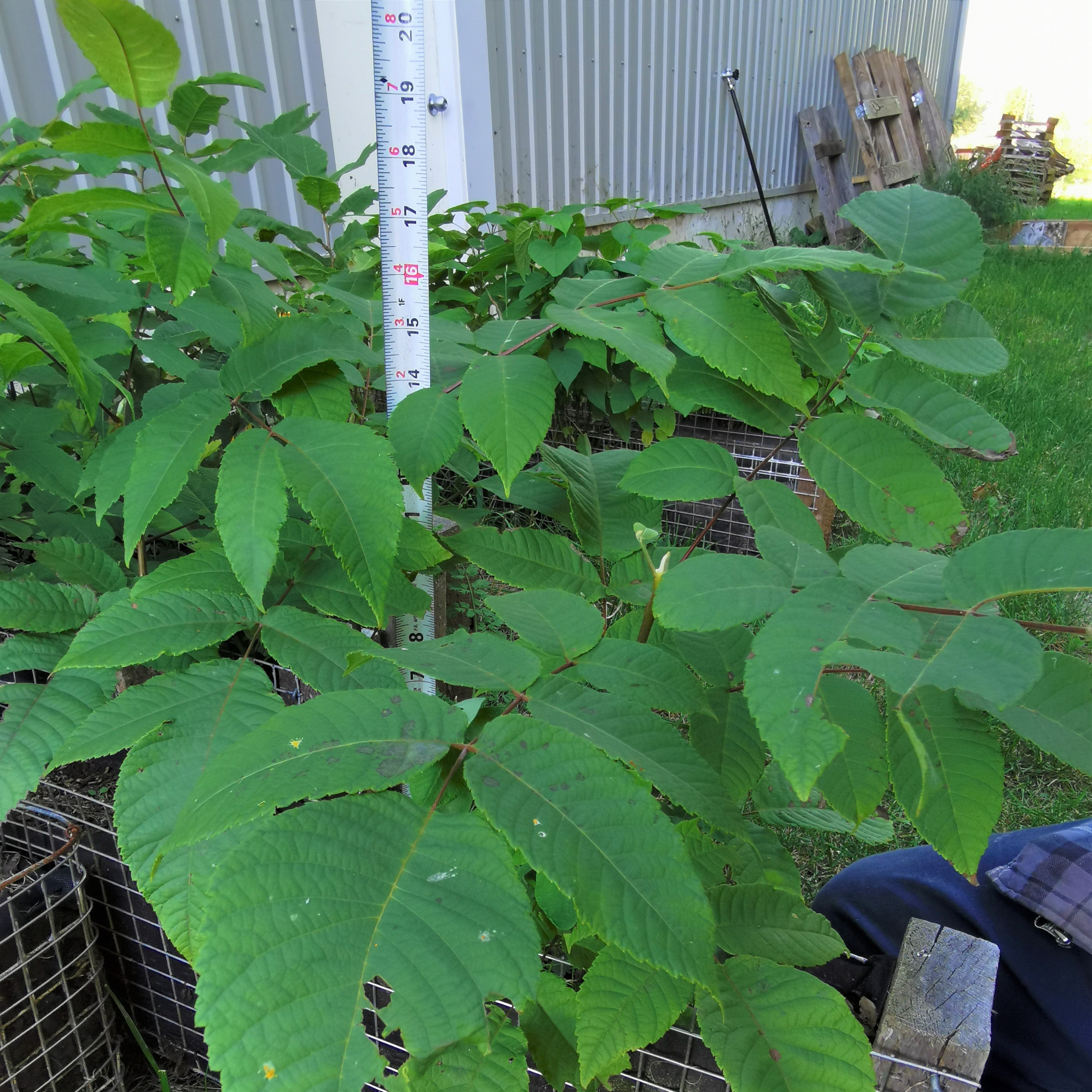 Nut Tree Seedlings (ungrafted) – Silver Creek Nursery Ltd.