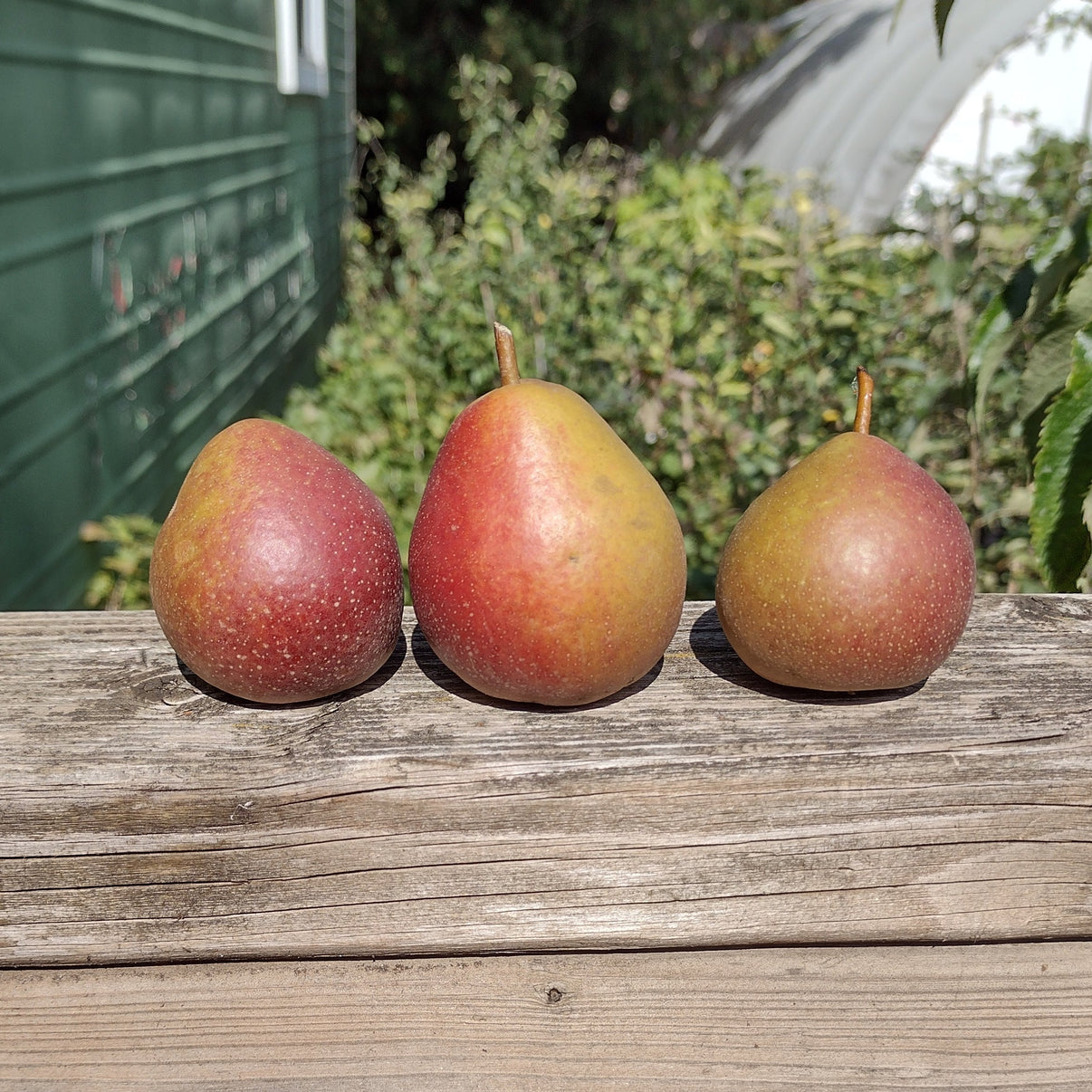 Seckel European Pear – Silver Creek Nursery Ltd.