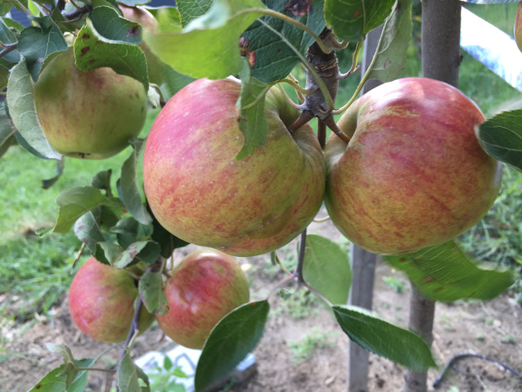 Apple Trees – Silver Creek Nursery Ltd.