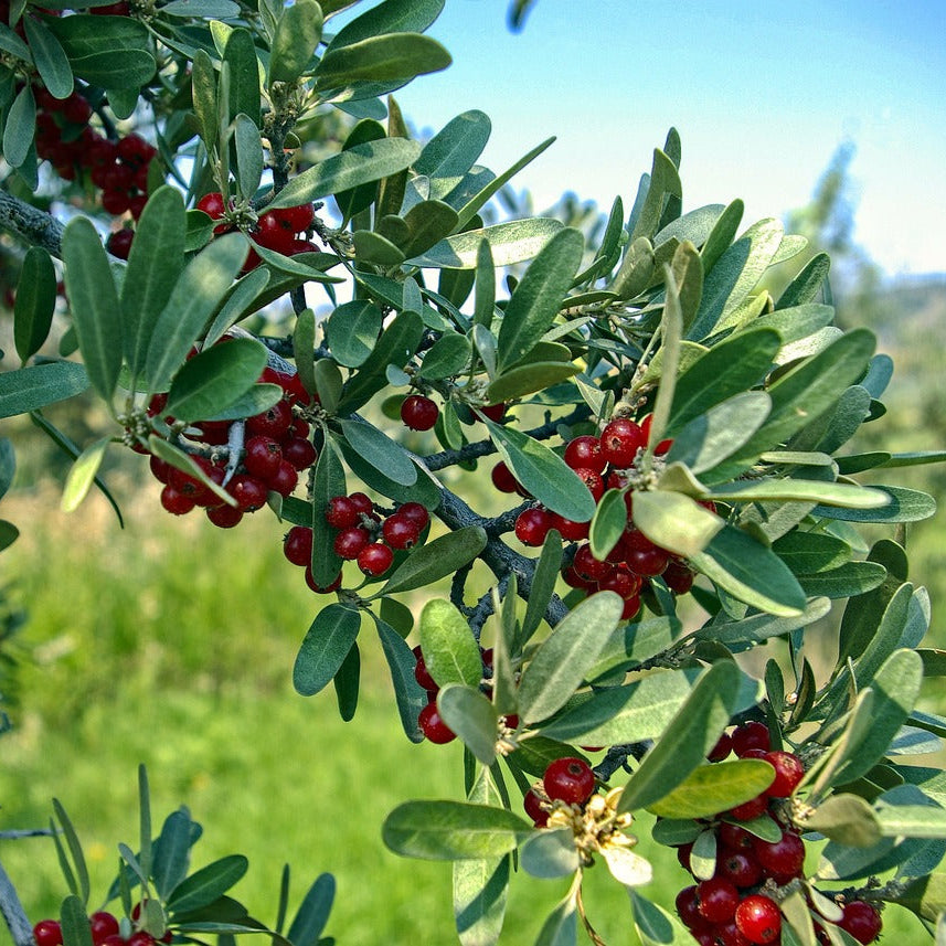 Silver Buffaloberry Seedling Bareroot – Silver Creek Nursery Ltd.
