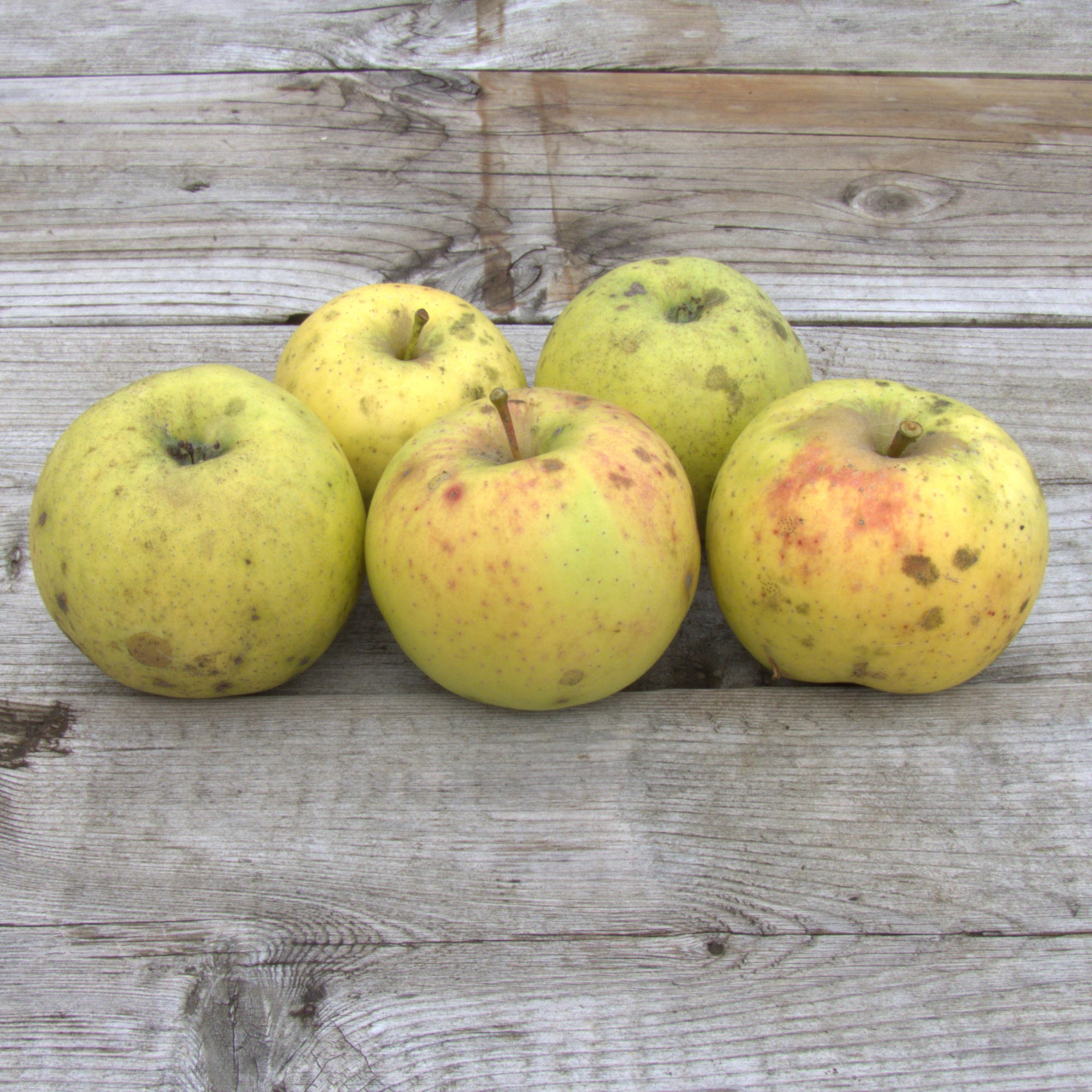 Grimes Golden Apple Bareroot – Silver Creek Nursery Ltd.