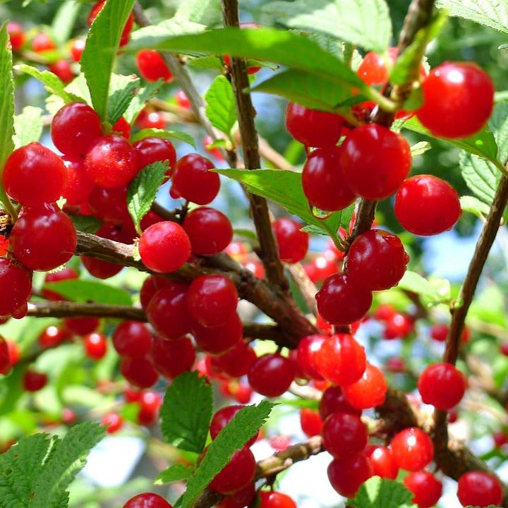 Nanking Cherry For Sale