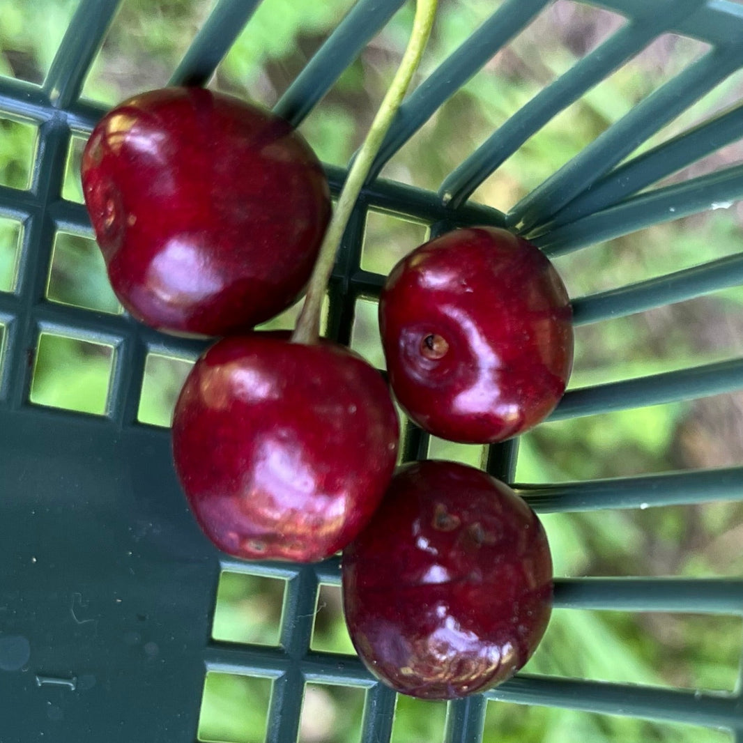 Sweet Cherry Trees – Silver Creek Nursery Ltd.