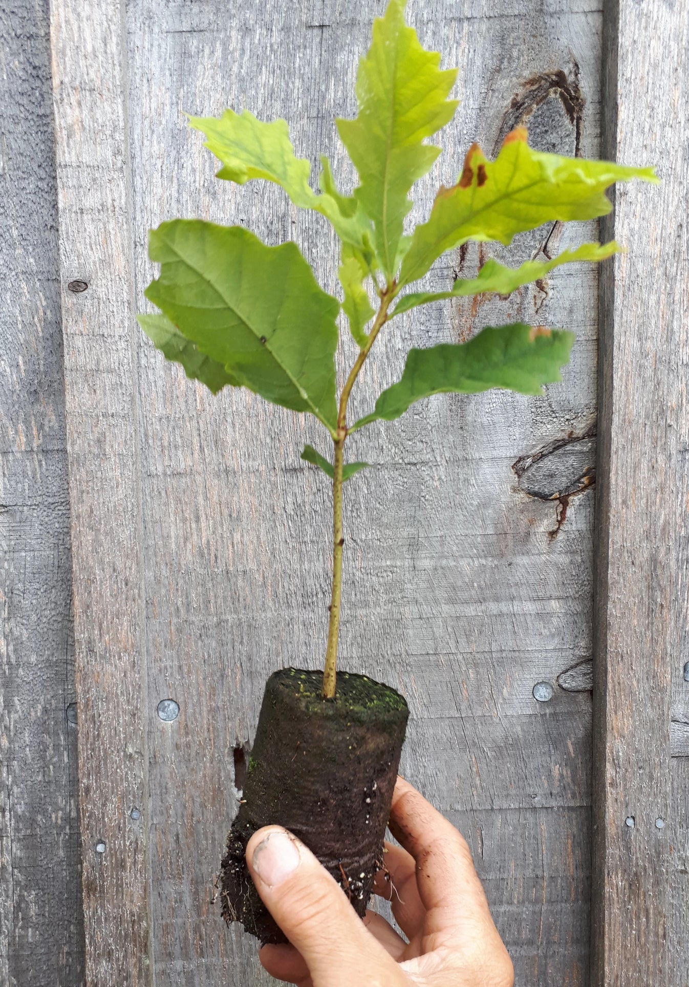 Burr Oak Seedling – Silver Creek Nursery Ltd.