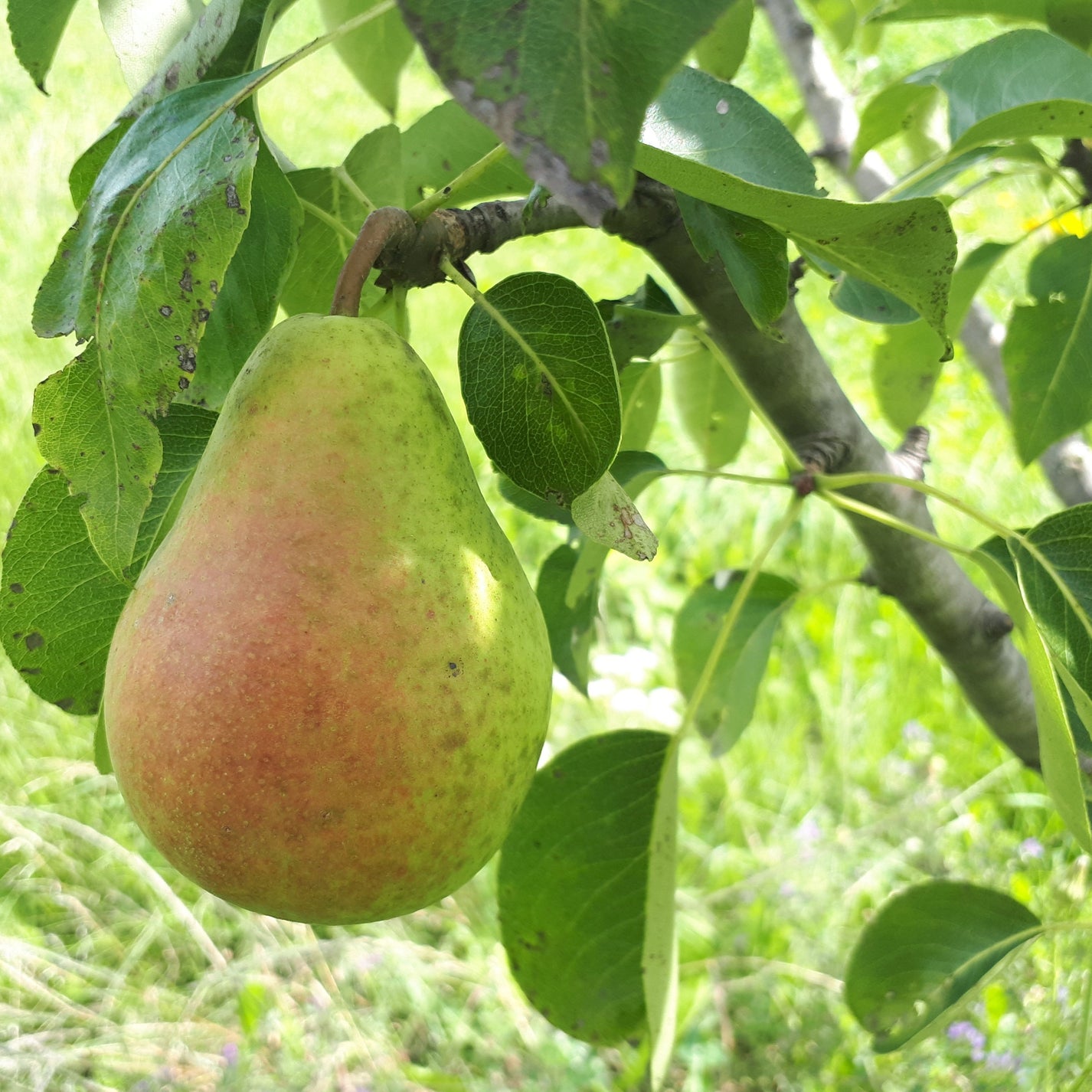 Harrow Delight Pear – Silver Creek Nursery Ltd.