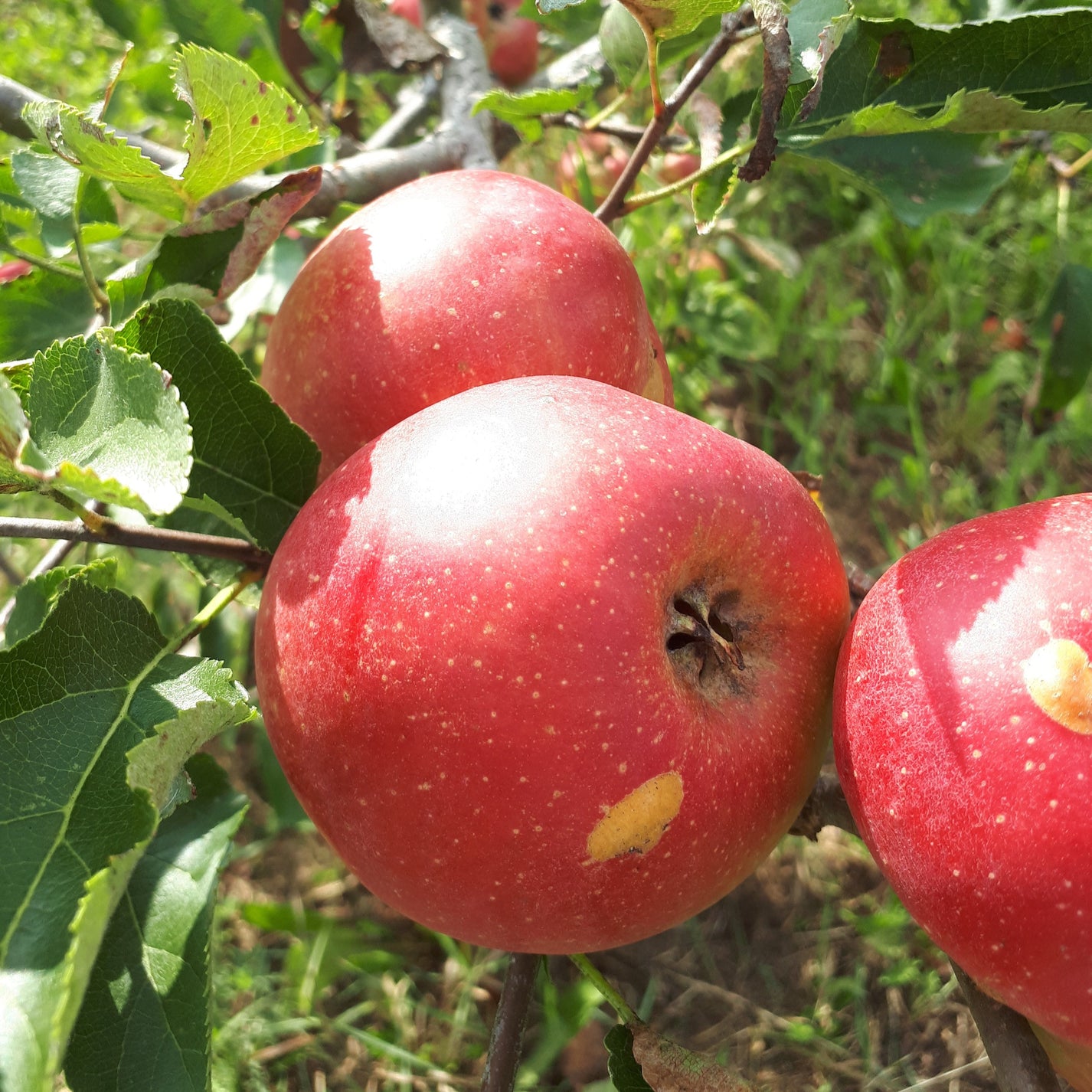 Jonagold Apple – Silver Creek Nursery Ltd.