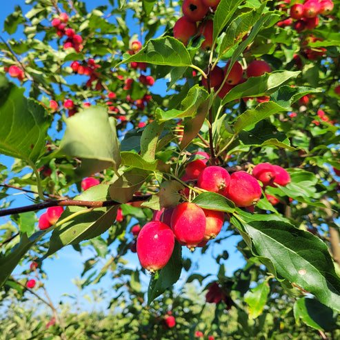 Dolgo Crabapple – Silver Creek Nursery Ltd.