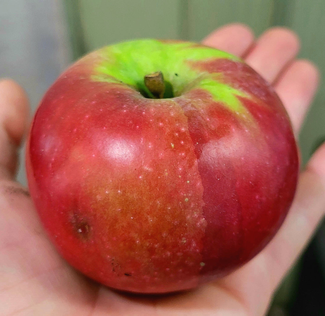 Snow Apple Bareroot – Silver Creek Nursery Ltd.