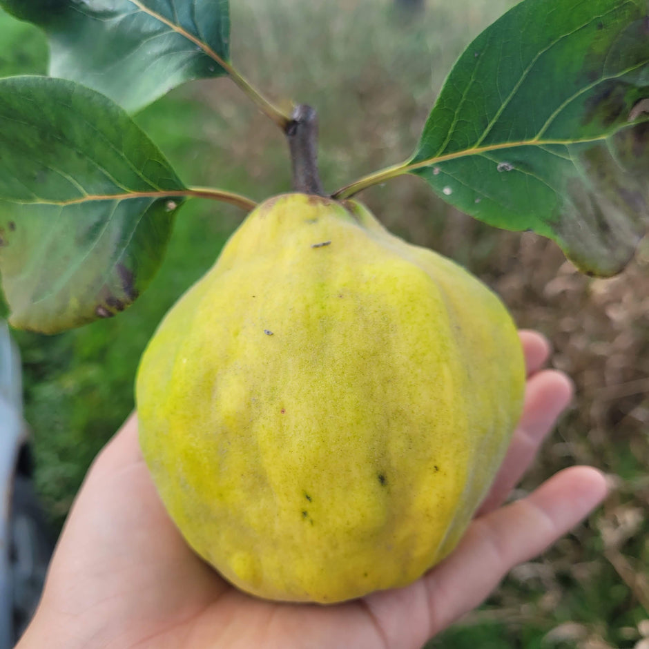 Quince Trees – Silver Creek Nursery Ltd.