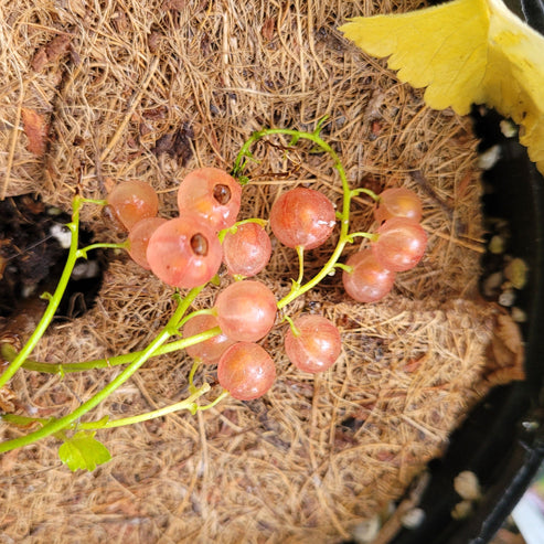 Pink Champagne Currant – Silver Creek Nursery Ltd.