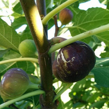 Fig Trees – Silver Creek Nursery Ltd.