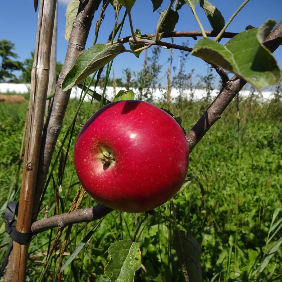 Apple Trees – Silver Creek Nursery Ltd.