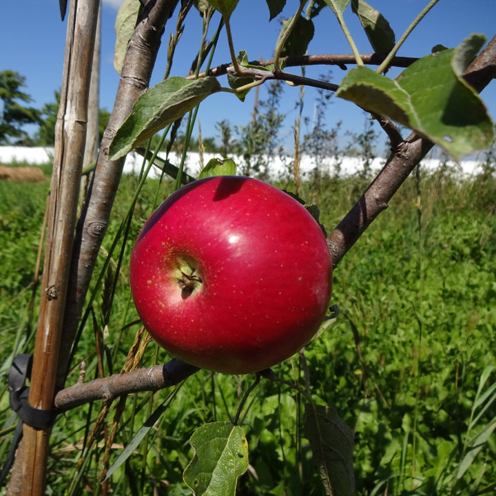 Apple Trees – Silver Creek Nursery Ltd.
