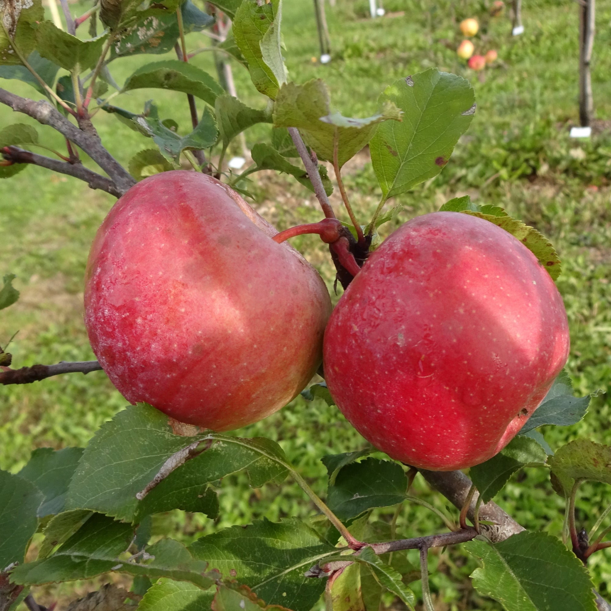 Fuji BC #2 Apple Bareroot – Silver Creek Nursery Ltd.