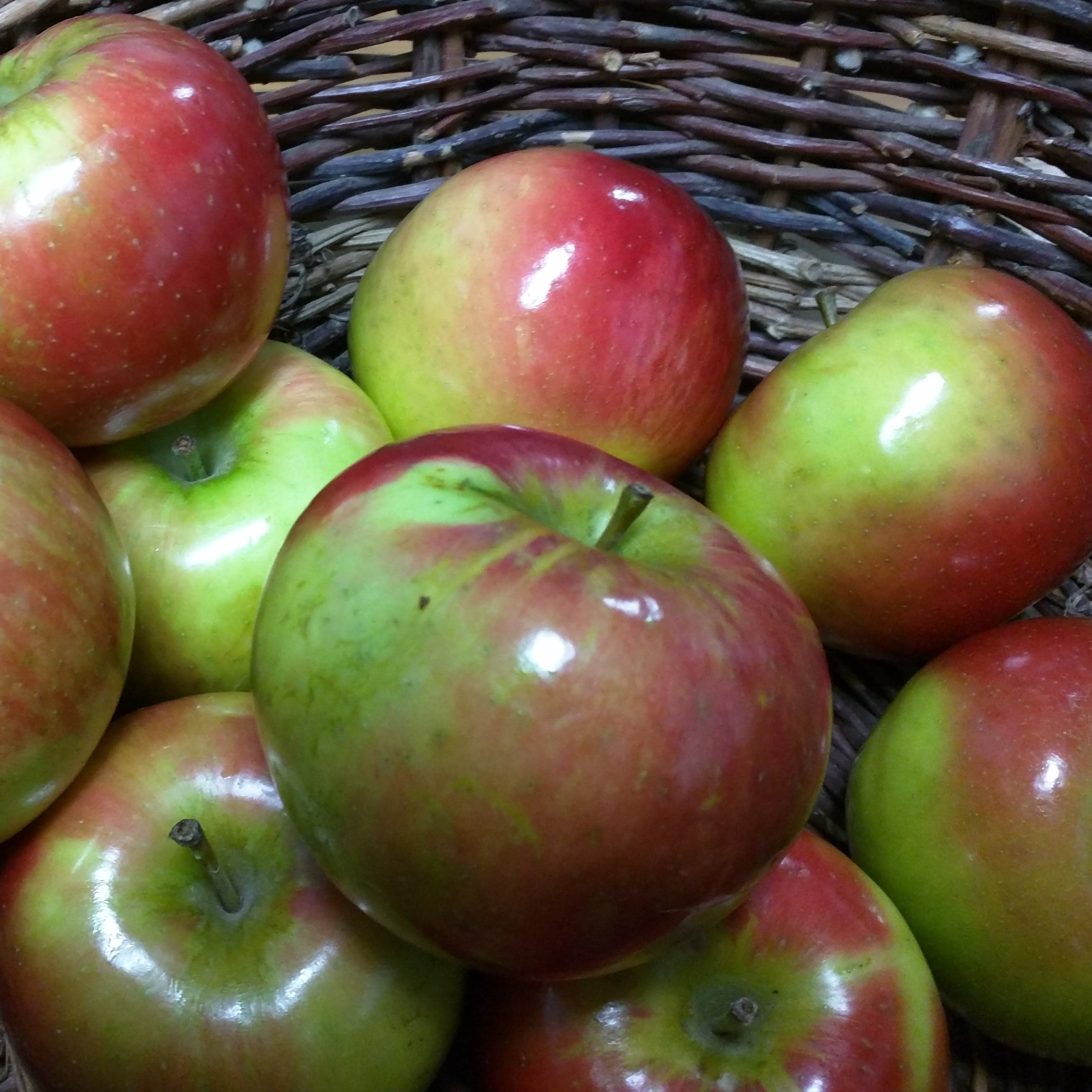 Honeycrisp Apple Scionwood – Silver Creek Nursery Ltd.