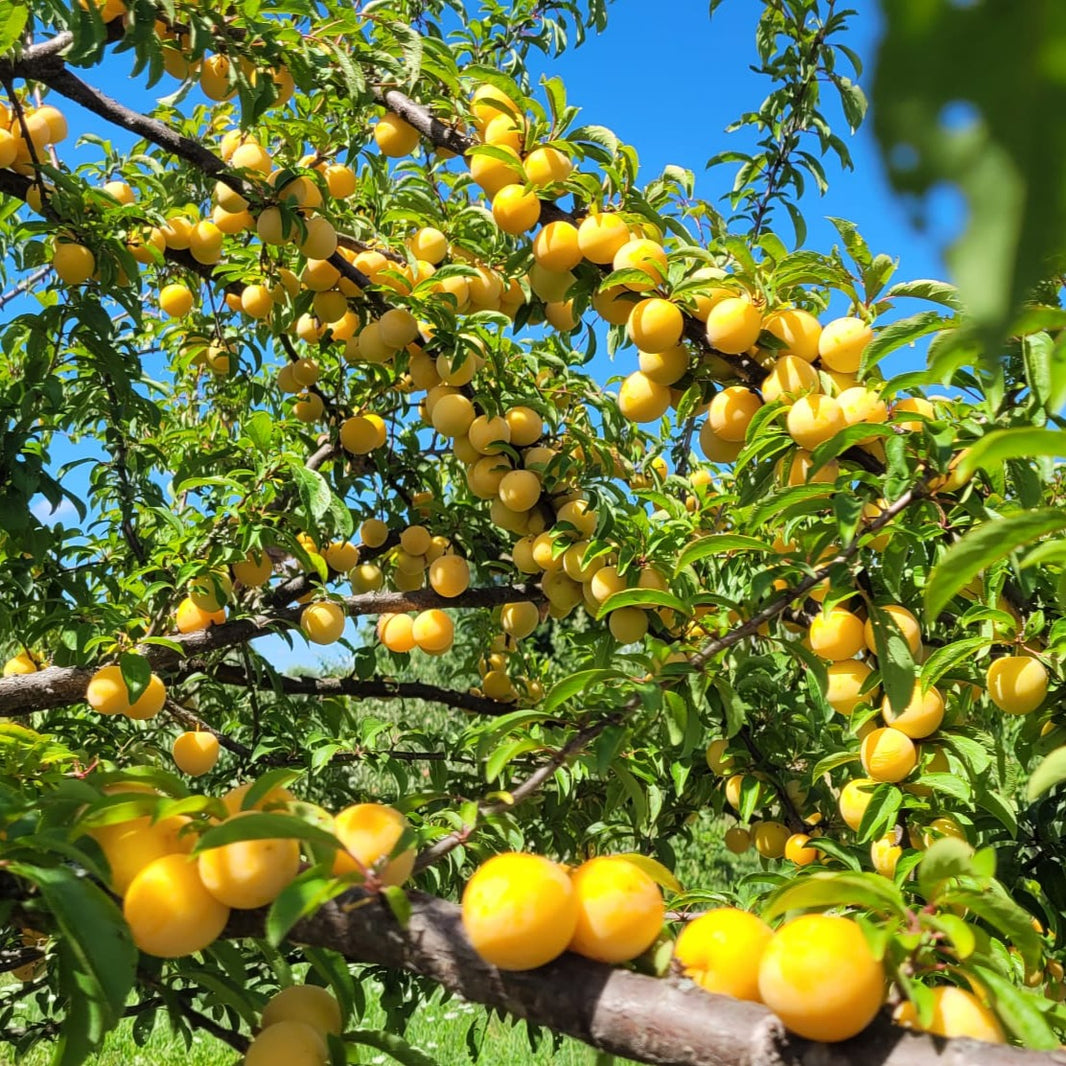 Japanese Plum Trees – Silver Creek Nursery Ltd.