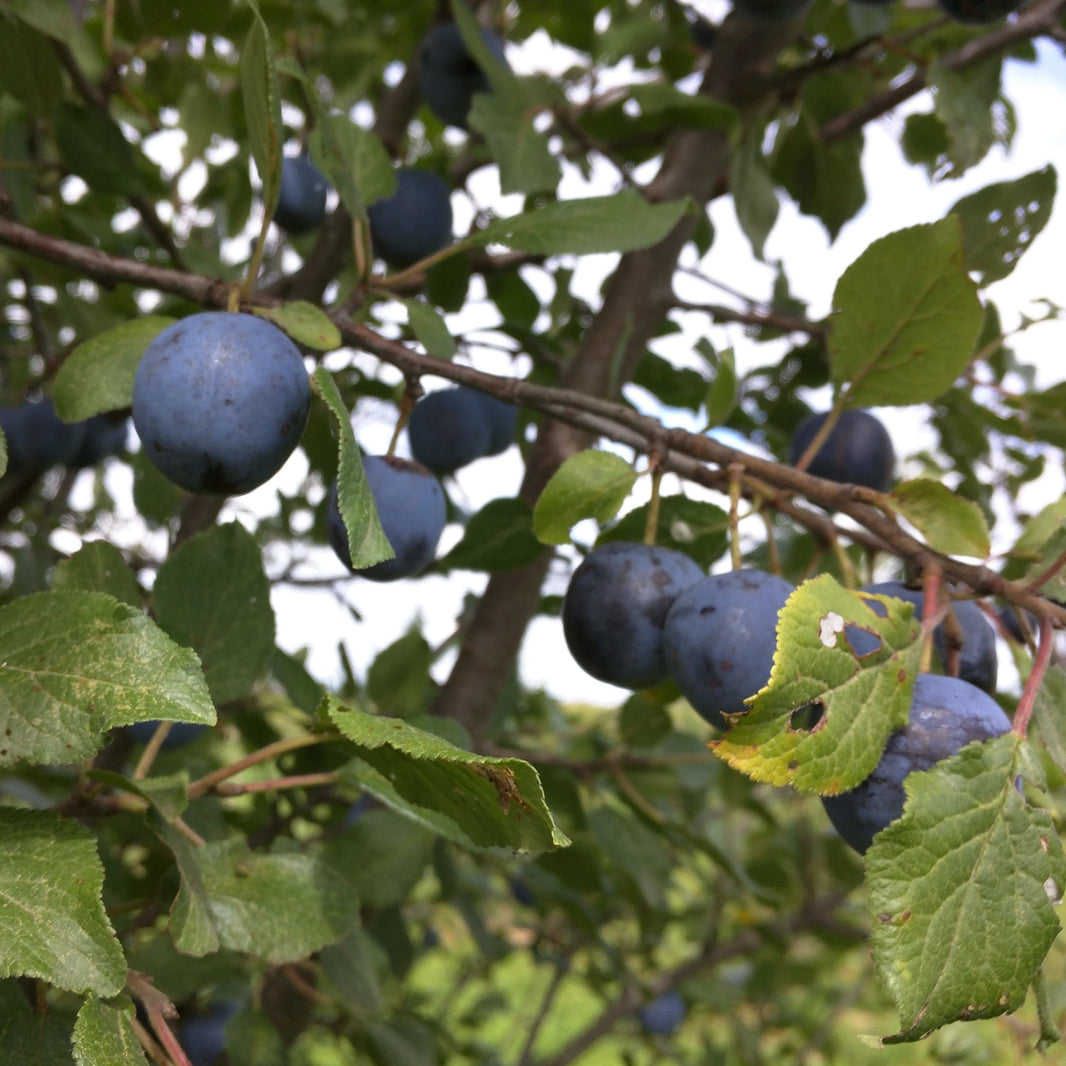 Plum Trees – Silver Creek Nursery Ltd.