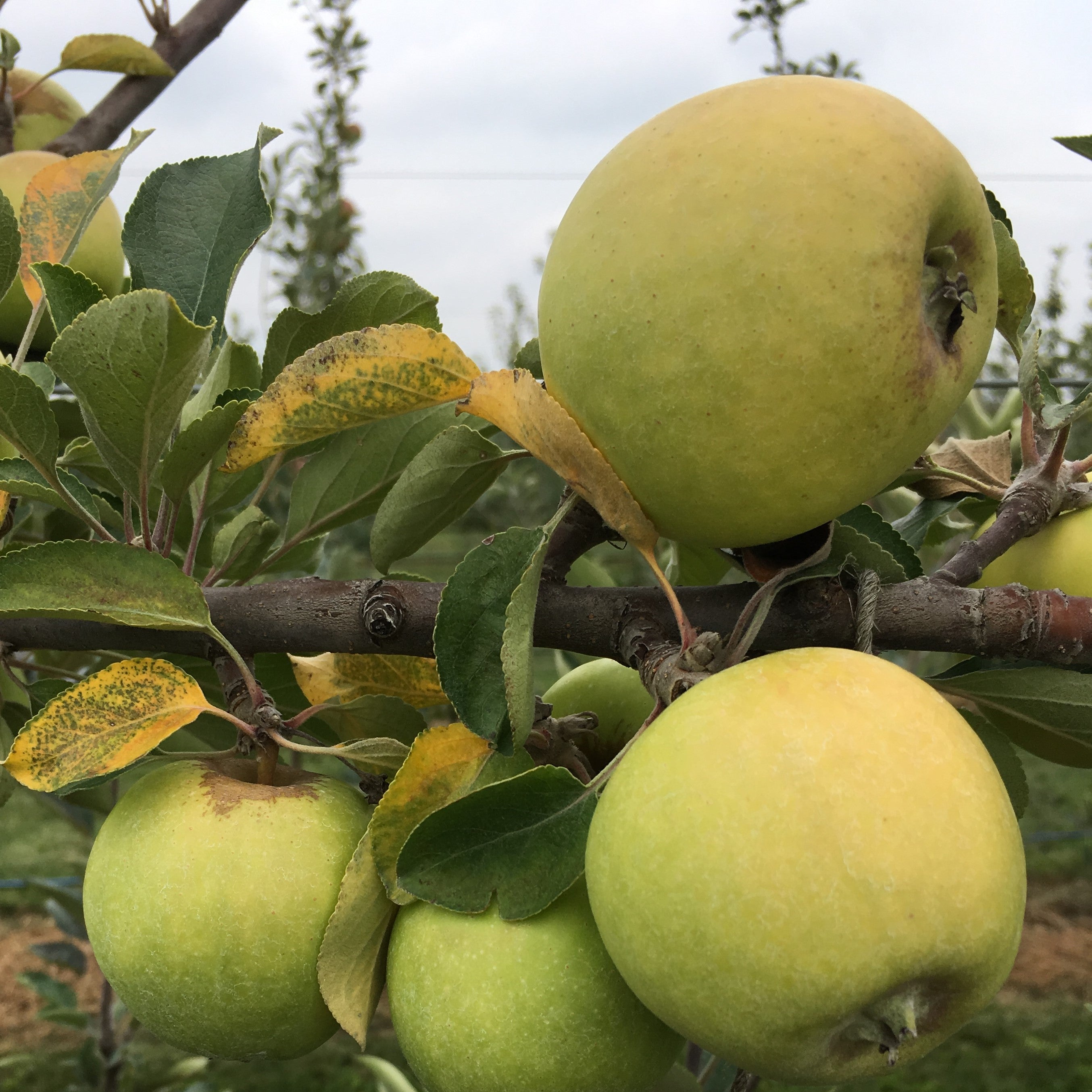 Michelin Apple – Silver Creek Nursery Ltd.