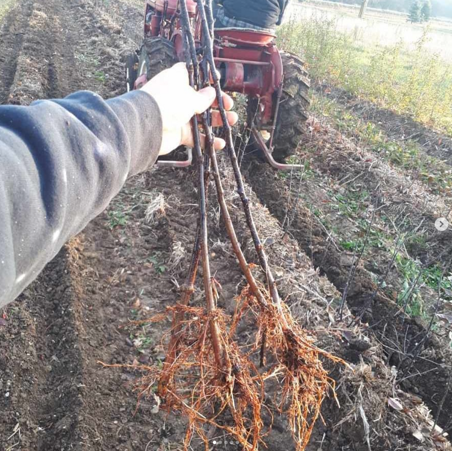 Apricot & Plum Rootstock – Silver Creek Nursery Ltd.