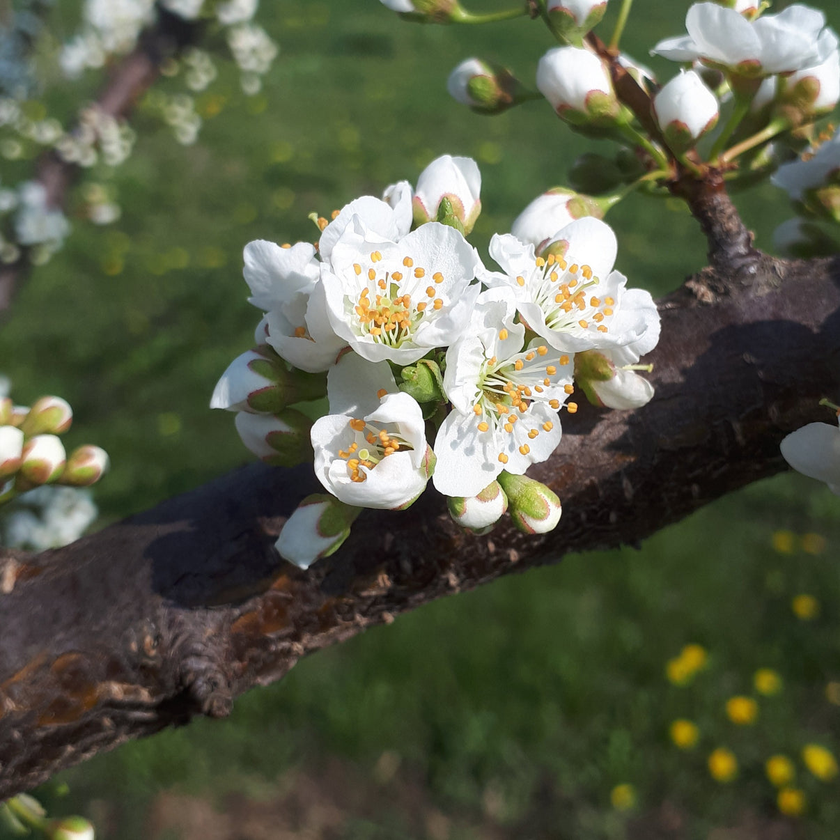 Shiro Japanese Plum Bareroot – Silver Creek Nursery Ltd.