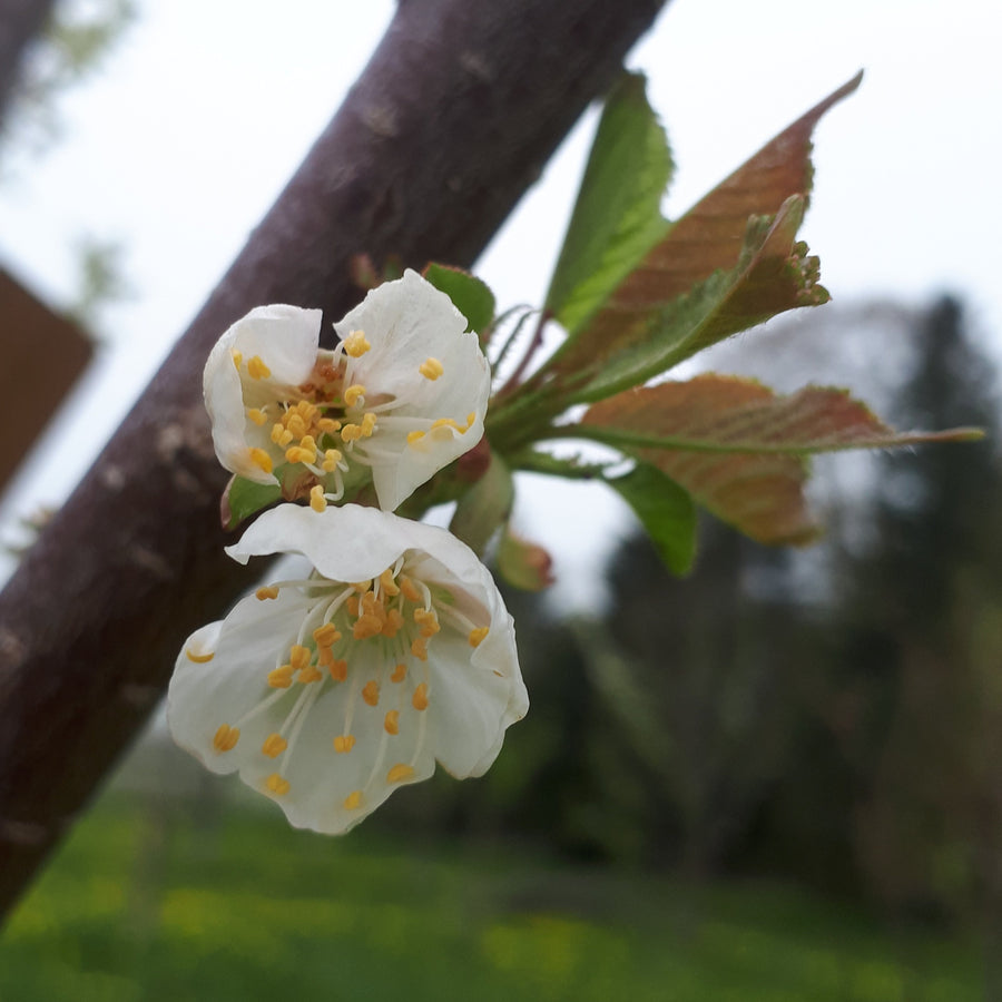Sweet Cherry Trees – tagged "Zone 5" – Silver Creek Nursery Ltd.