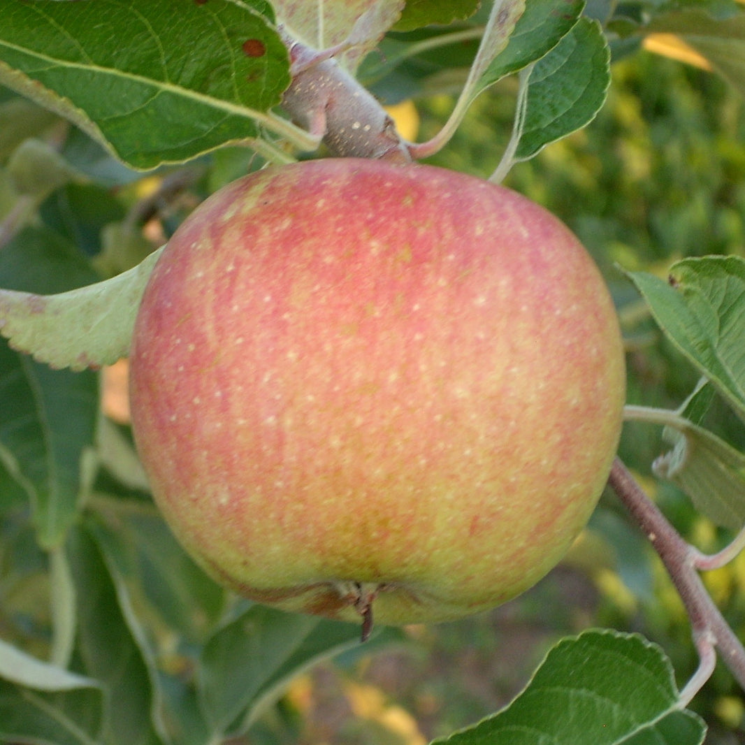 Apple Trees – Silver Creek Nursery Ltd.
