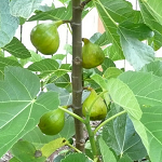 Fig Trees – Silver Creek Nursery Ltd.