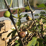 Fig Trees – Silver Creek Nursery Ltd.
