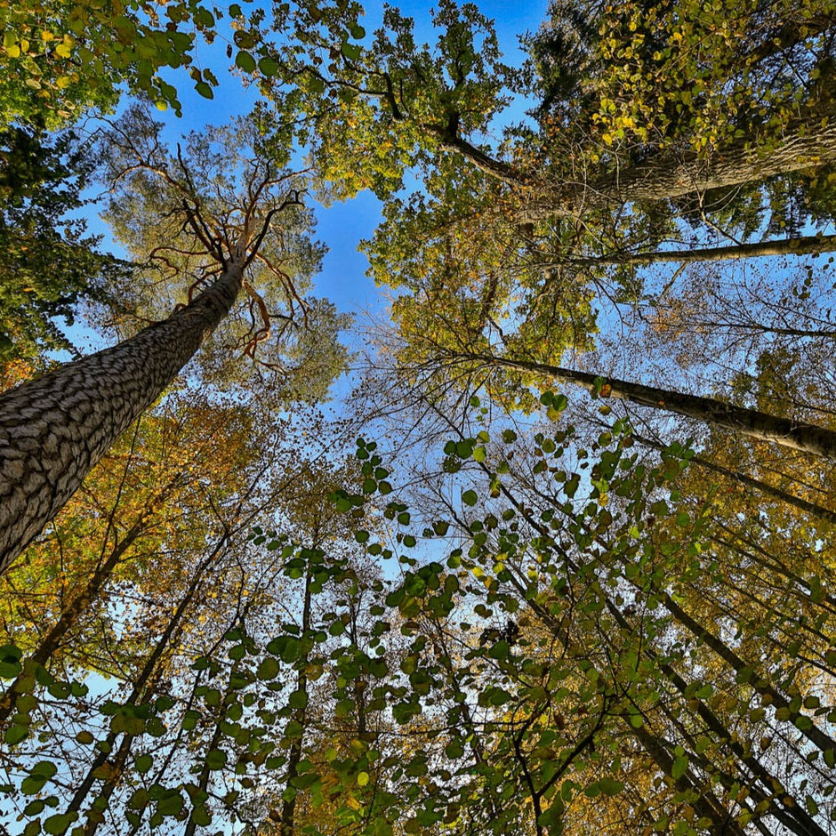 Nut Tree Seedlings (ungrafted) – Silver Creek Nursery Ltd.